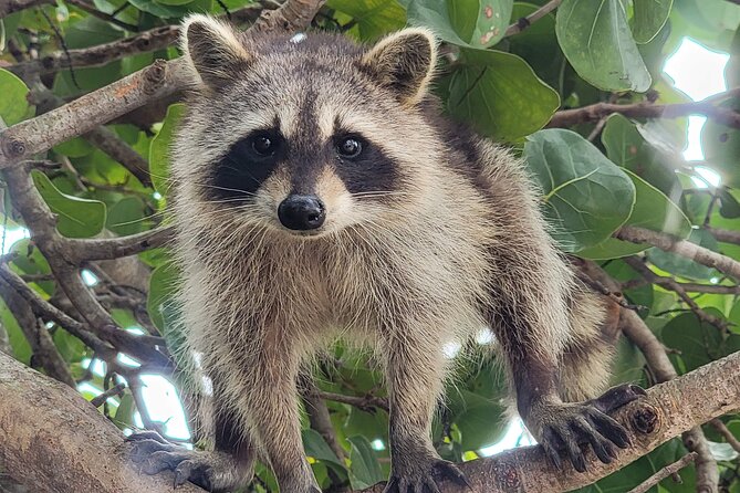 Raccoon Island Exploration on SUP/Kayak - The Sum Up