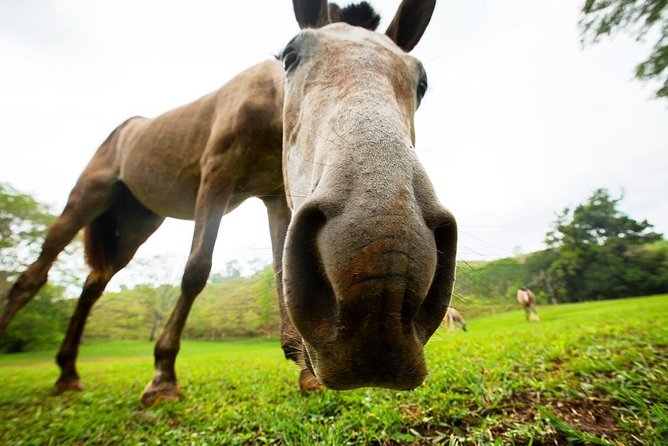 Rainforest Magic Horseback Riding Waterfall Tour Private Park Setting - Inclusions and Pricing