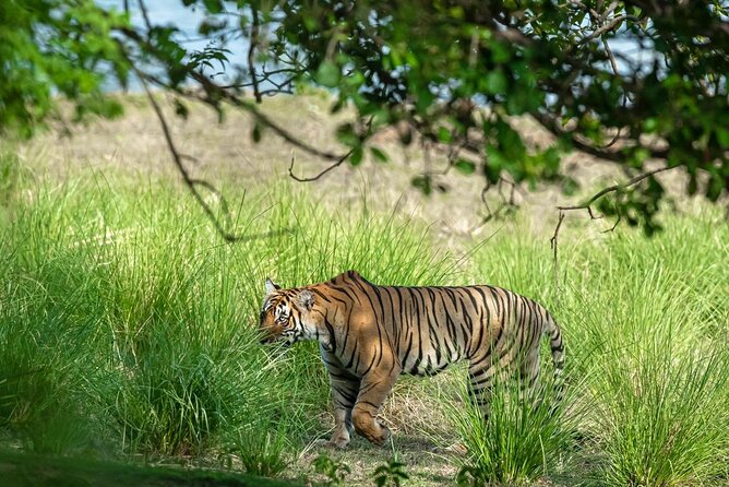 Ranthambore Day Trip from Jaipur with Jeep / Canter Safari - Practical Tips for Making the Most of Your Trip
