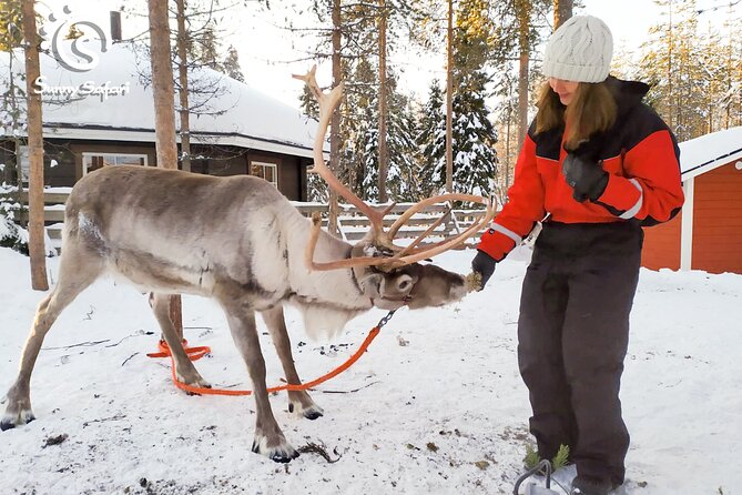 Reindeer Safari in Arctic Wilderness - Exploring the Scenic Snow-Covered Landscape