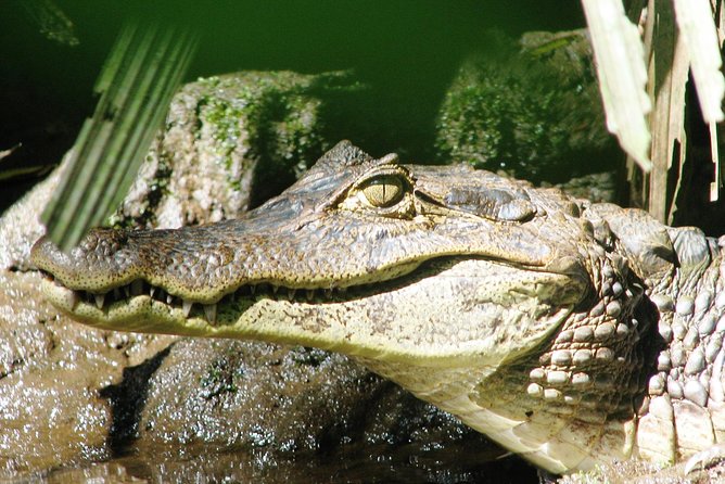 Relaxing Canoe Tour in Tortuguero - Meeting and Pickup Information
