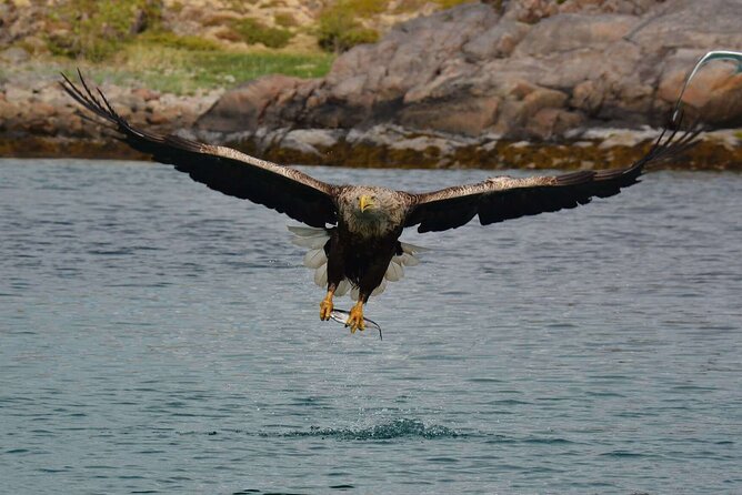 RIB Sea Eagle Safari Trollfjord Cruise - Meeting and Pickup