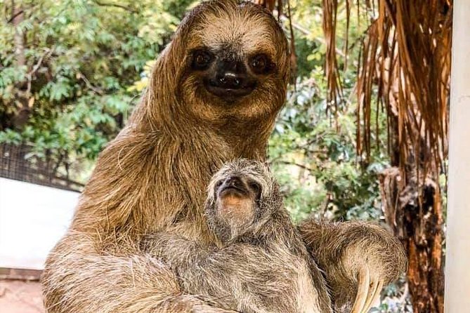 Roatan Monkey and Sloth Tour With Chocolate and Rum Factory - Highlights of the Experience