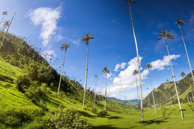 Salento, Cocora and Filandia Private Tour From Pereira or Armenia - Cultural Immersion and Local Culinary Experiences