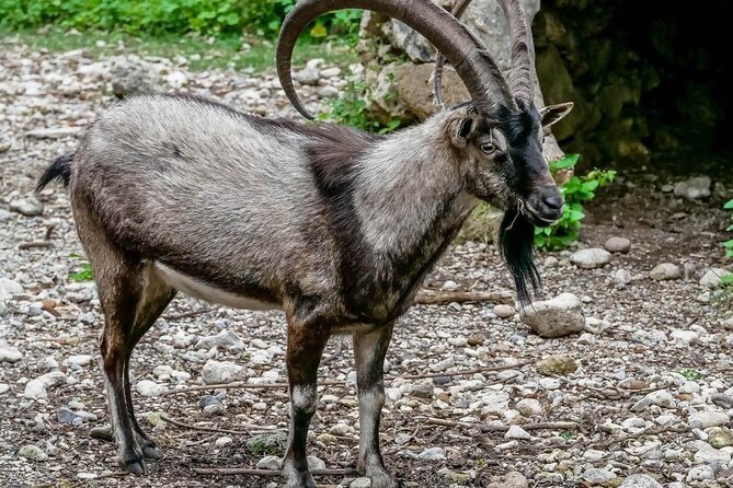 Samaria Gorge Hiking From Chania Review - Itinerary and Logistics