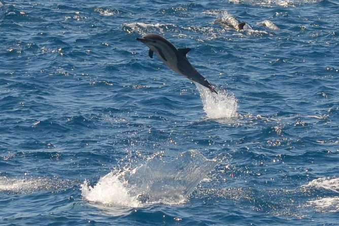 San Diego Whale Watching Tour - Authentic Perspectives from Travelers