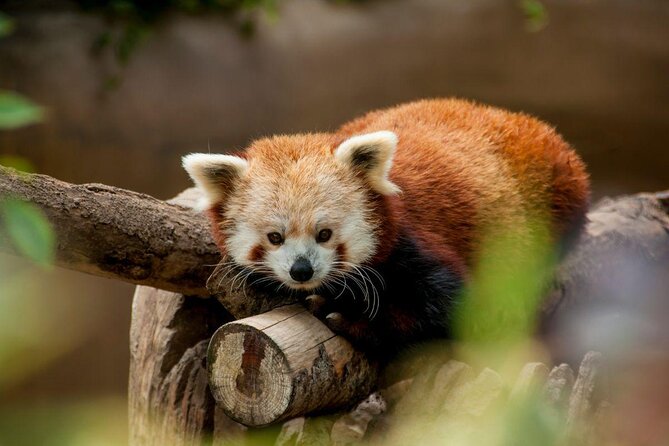 San Diego Zoo 1-Day Pass: Any Day Ticket - Authentic Perspectives from Visitors