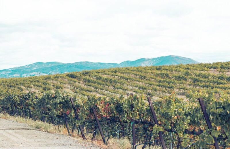 Santa Barbara: 3-Winery Tour Includes Tastings & Lunch inSYV - The Transportation and Group Experience