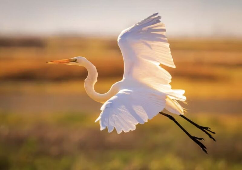Savannah: Sunset Dolphin Watching Eco Tour by Boat - The Sum Up