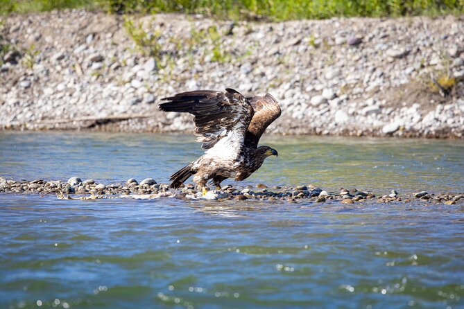 Scenic Wildlife Float in Jackson Hole - Who Should Consider This Tour?
