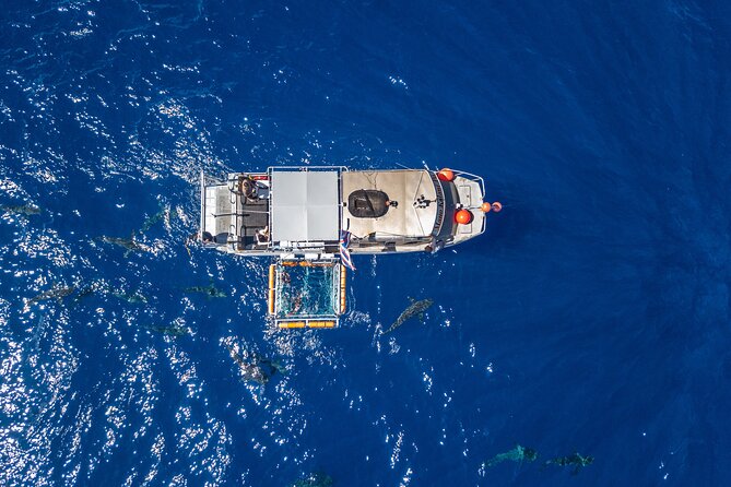 Shark Cage Diving On The World Famous North Shore of Oahu, Hawaii - Meeting the Native-Hawaiian Watermen Guides
