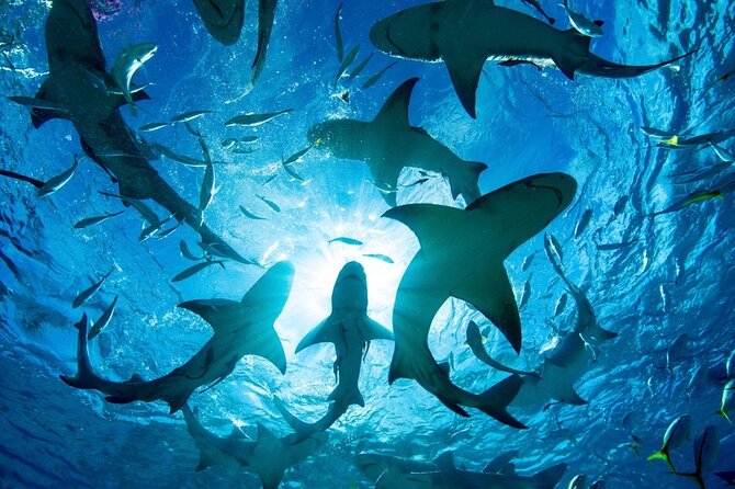 Shark-Dive Tour on Oahu's North Shore - The Itinerary: What to Expect