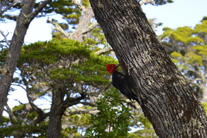 Shore Excursion - National Park Tierra Del Fuego - Tour Experience