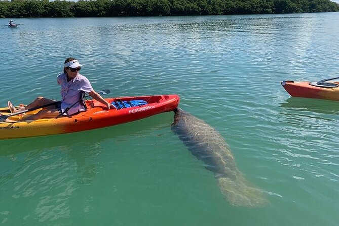 Siesta Key Guided Eco Tour - Kayaking Experience