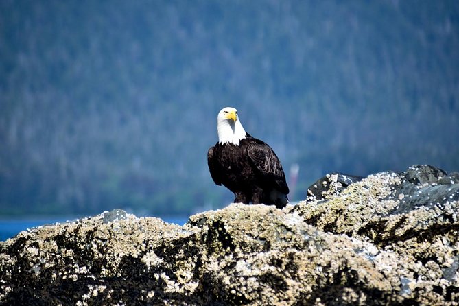 Simply Amazing Sitka Tour: Fortress of the Bear, Alaska Raptor, & Totems - Exploring the Alaskan Raptor Center