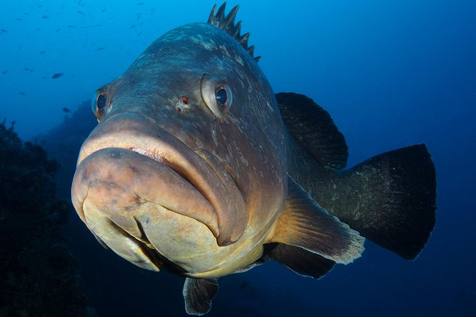 Single Dive for Qualified Divers From Shore, Region Puerto Del Carmen. - Included Amenities