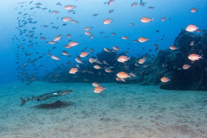 Single Scuba Try-Dive in Puerto Del Carmen - Small Groups - 2 Hours - Location and Meeting Information
