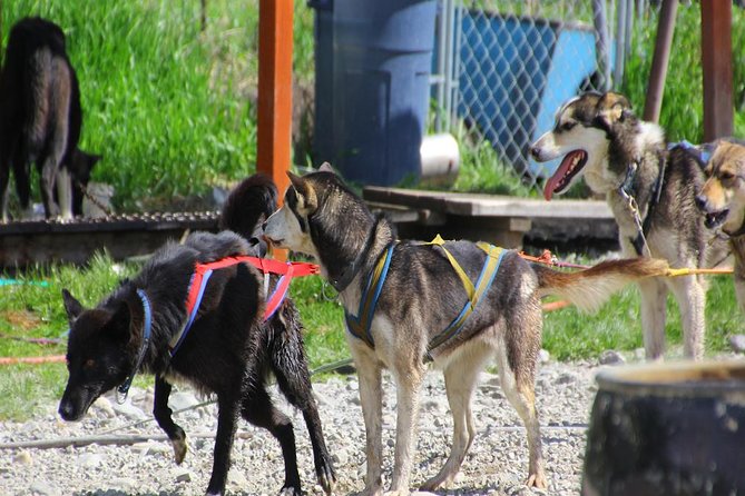 Skagway Shore Excursion: Yukon Dog Sledding and Sightseeing Tour - The Experience in Context