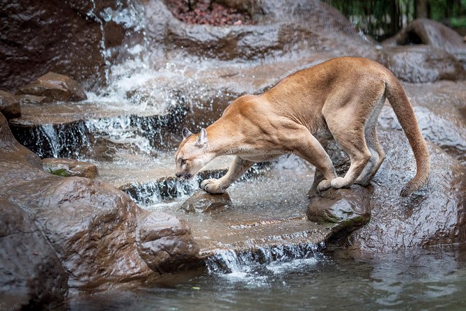Skip the Line:Day Ticket-La Paz Waterfall Gardens Nature Park & Wildlife Refuge - Exploring the Wildlife and Educational Exhibits