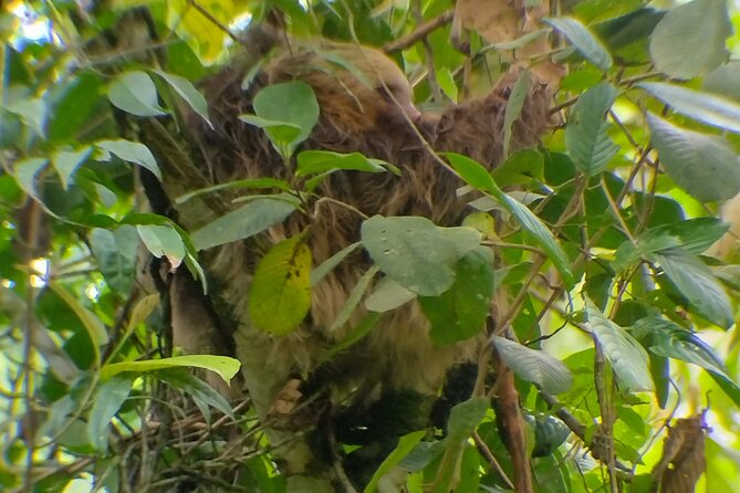Sloth Watching La Fortuna Local Tour Guide. - Pricing and Booking Information