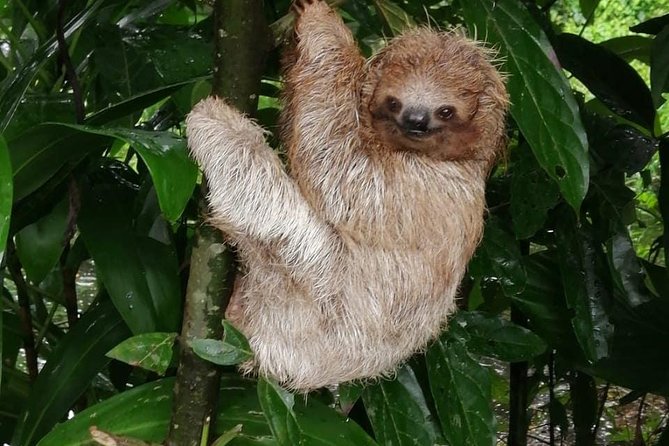 Sloths in Their Natural Habitat & Blue River Waterfall - Highlights of the Authentic Costa Rican Lunch