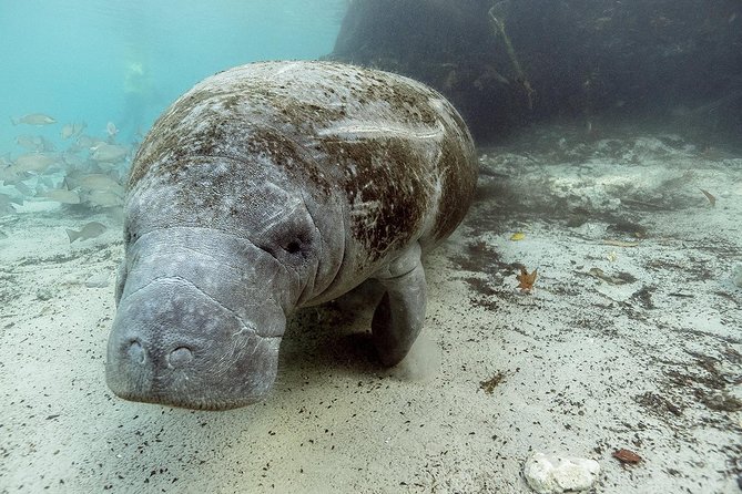 Small group Manatee Tour with In-Water Divemaster/Photographer - The Sum Up