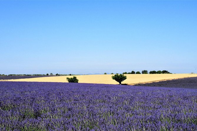 Small Group Marseille Shore Excursion: Lavender Tour - Pickup Information