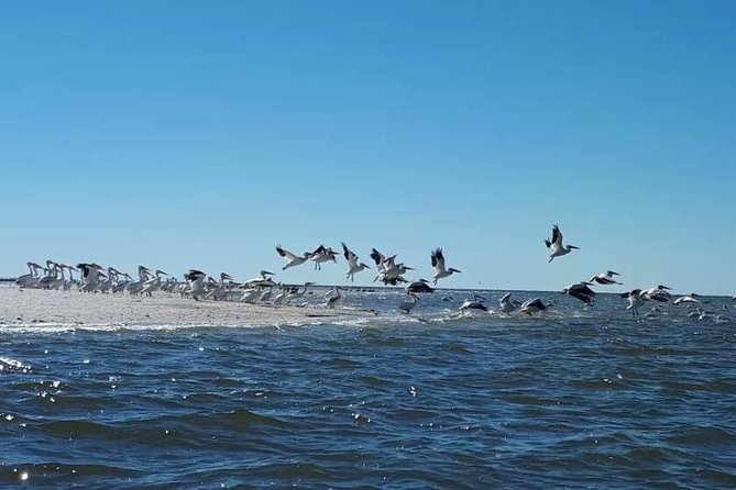 Small Group Motorboat Eco Tour of the Everglades - Who Will Love This Tour?
