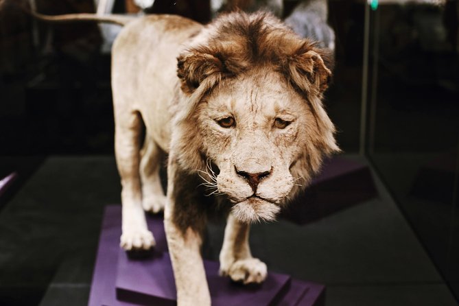 Smithsonian Museum of Natural History Guided Tour - Semi-Private 8ppl Max - Additional Information and Requirements