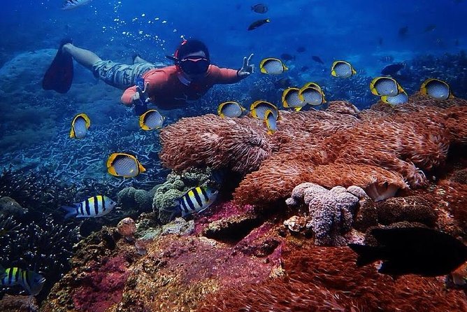 Snorkeling Day Trip To Lembongan and Penida - Authentic Experiences and Traveler Feedback