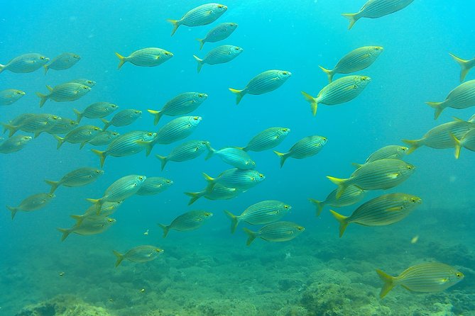 Snorkeling in Gran Canaria with Hotel Pick-up - Final Thoughts