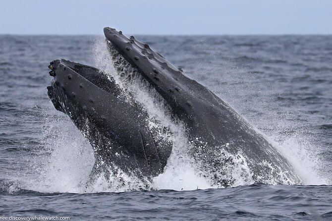 Sunset Whale Watch Tour in Monterey - What to Expect on the Tour