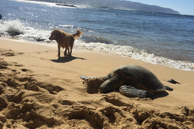 Surf Lessons on the North Shore of Oahu - The Experience of the Guides