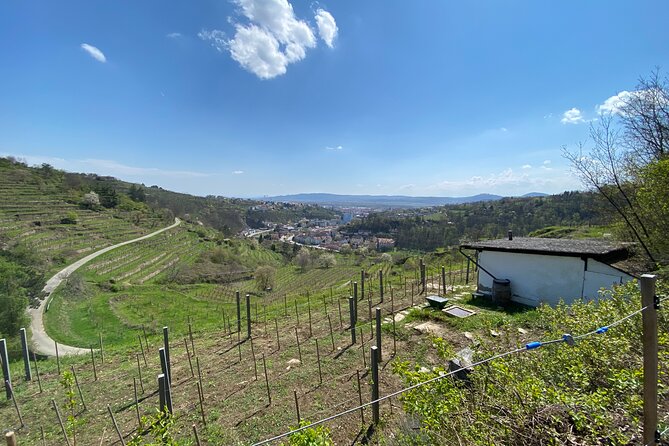 Taste and Tour Small Organic Wineries With a Winemaker - Highlights of the Private Wine Tastings