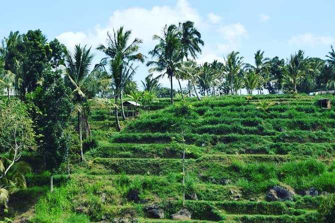 Tetebatu Walking Tour - Rice Terraces, Waterfall & Monkey Forest - Final Thoughts