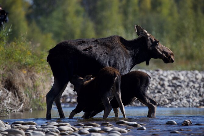 The Premier Wildlife Tours in Rocky Mountain National Park - Tour Features