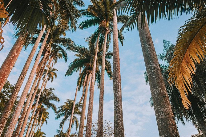 Tijuca Forest and Botanical Garden - Guided Tour Experience in the Tijuca Forest