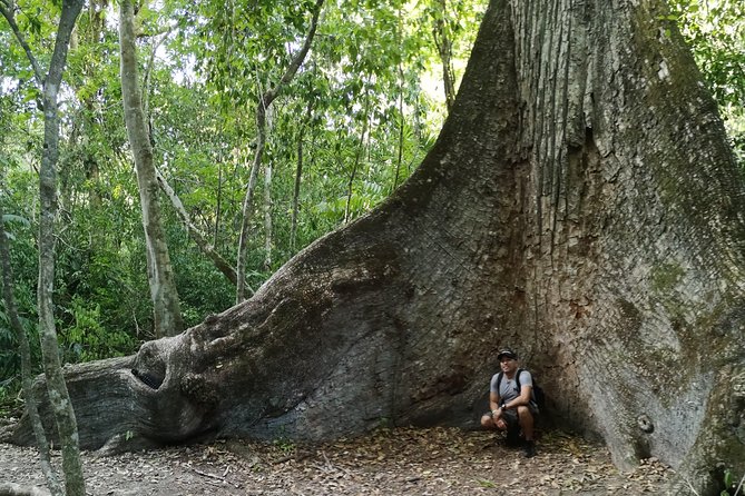 Tikal Full Day With Dedicated Exploration of the Archaeological Monuments. - Pickup Information