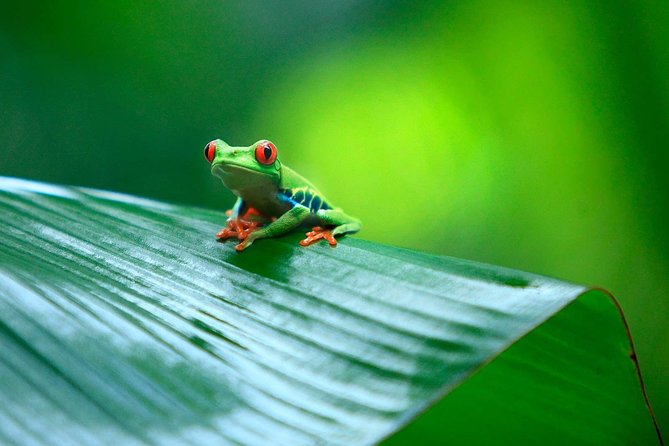 Tortuguero National Park and Canals Day Trip From San Jose - Wildlife Sightings and Experiences