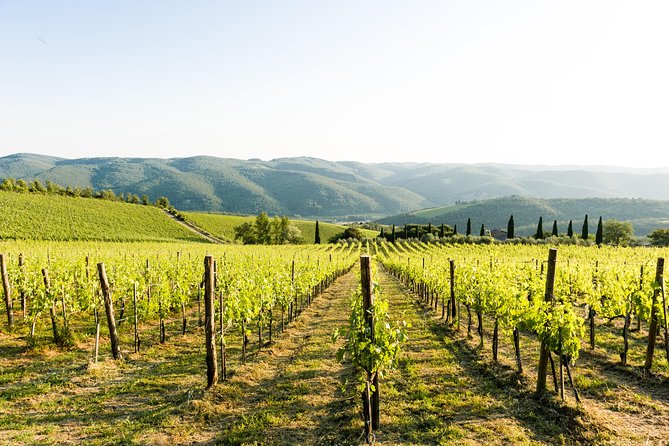 Tour and Tasting at an Organic Winery in the Heart of Chianti Classico Area - Visiting the Fattoria Di Montemaggio Winery