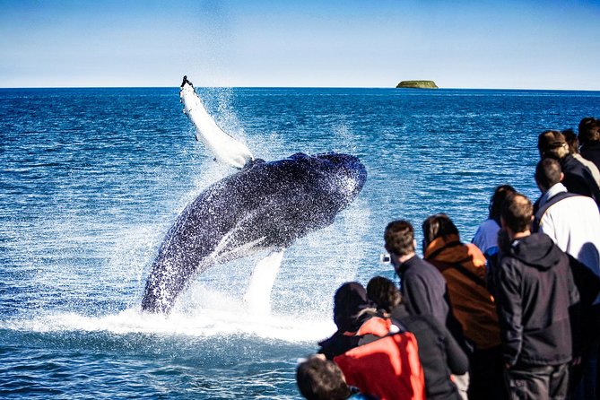 Traditional Oak Ship Whale Watching Tour From Husavik - The Sum Up
