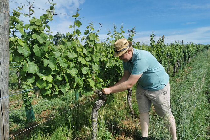 Traditional Visit and Tasting - Winery and Winemaking Insights