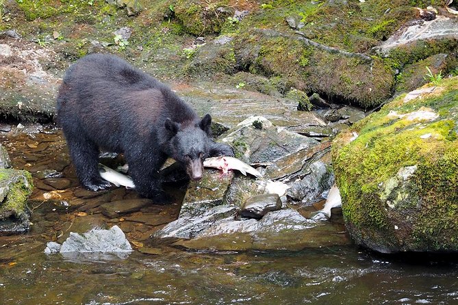 Traitors Cove Bear Viewing - Authentic Wildlife Encounters and Photography