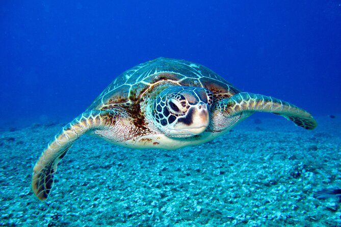 Turtle Snorkeling Boat Tour and Adventure in Waikiki - The Actual Snorkeling at Turtle Canyon