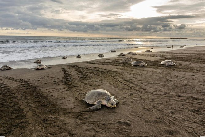 Turtle Watching Tour - Wildlife Sightings and Tour Highlights
