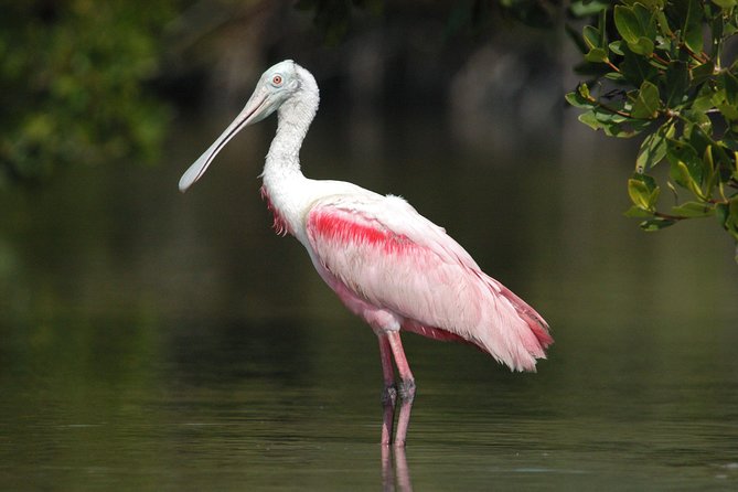 Two-Hour Everglades National Park Dolphin, Birding and Wildlife Boat Tour - Encountering Diverse Wildlife