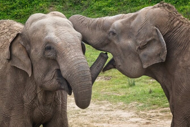 Udawalawa Safari & Elephants Orphanage Tour from Hambantota port - What Do the Reviews Say?