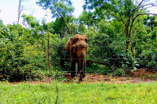 Udawalawe Safari - Private & Customize Tour - Final Thoughts: Is It Worth It?
