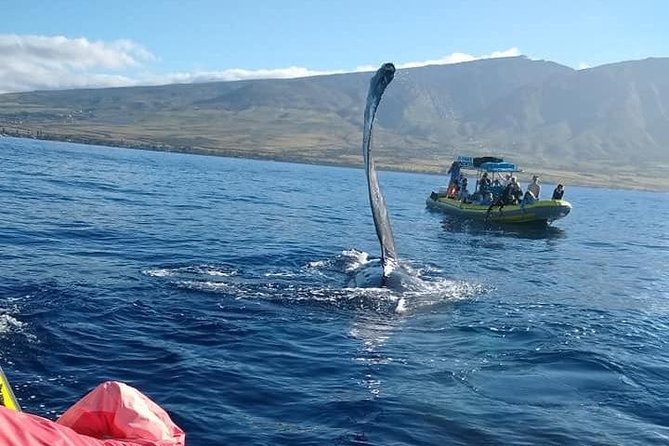 Ultimate 2 Hour Exclusive VIP Whale Watch Tour - Experience and Features