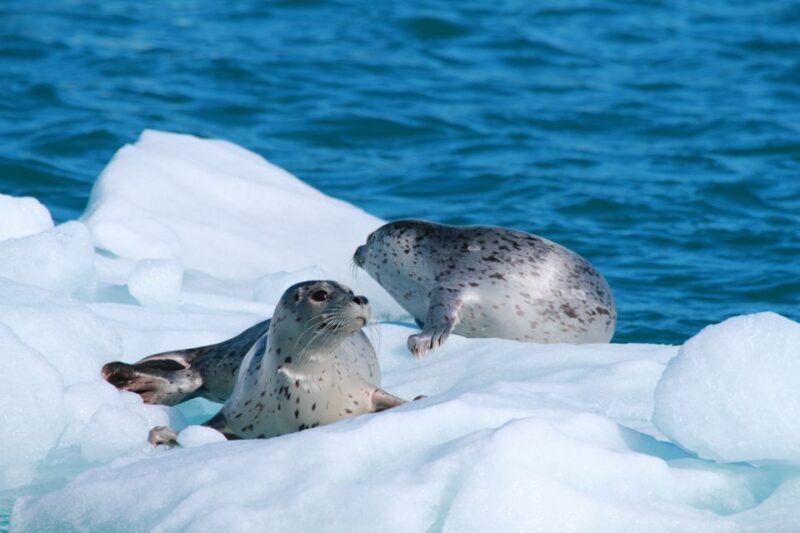 Valdez: 6-Hour Columbia Glacier Cruise - The Itinerary: From Town to Ice and Wildlife